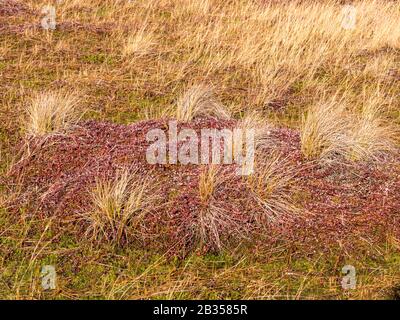abstract picture with dry texture of marsh grass, blurred background ...