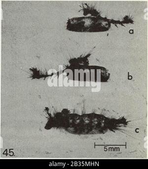 "Identification of parasites of the Douglas-fir tussock moth, based on ...