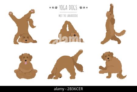Yoga dogs poses and exercises. Labrador retriever clipart. Vector ...