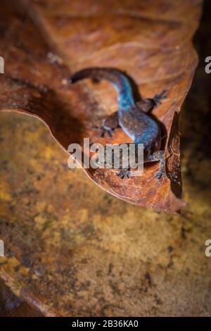 Amazonian dwarf gecko (Chatogekko amazonicus Stock Photo - Alamy