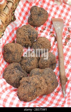 Harvesting of black truffles (tuber melanosporum) from the Perigord ...