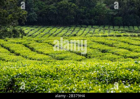 Mauritius, Savanne district, Grand Bois, Domaine de Bois Chéri, the ...