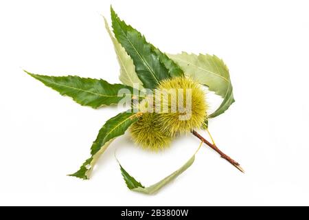 Green twig of sweet chestnut, Fruits and leaves Stock Photo - Alamy
