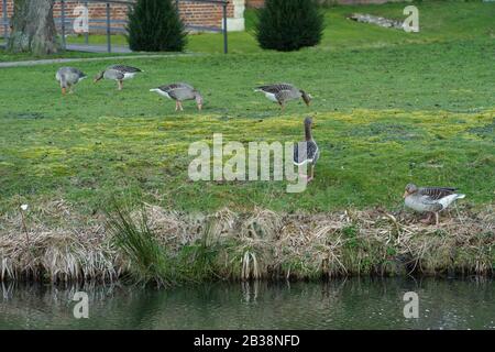 goose in the german muensterlad Stock Photo - Alamy