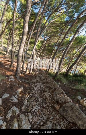 Beautiful path, Osejava park, Makarska, Croatia Stock Photo - Alamy