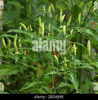 bunch of green chilies on plant, chili pepper fruit on plant in organic ...