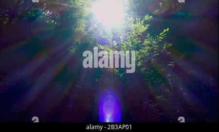 Reflections of the sun among the trees of the forest Stock Photo - Alamy