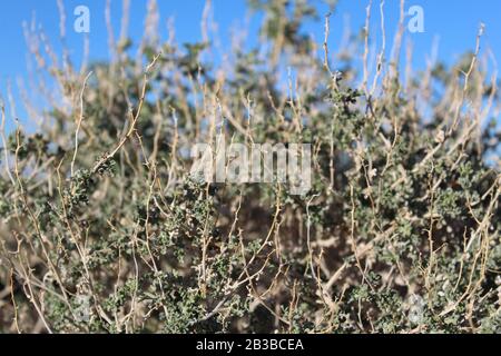 Ambrosia Dumosa, Burrobush, is a constituent of Creosote Bush Scrub, a ...