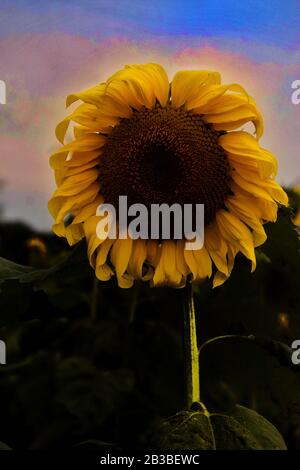Best sunflower picture Stock Photo - Alamy