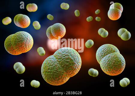 3D microscope close up of meningitis bacteria, also known as Stock ...