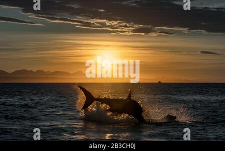 Breaching Great White Shark. Shark chasing prey. Red dawn sky, sunrise ...