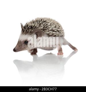 moving hedgehog on white background Stock Photo - Alamy