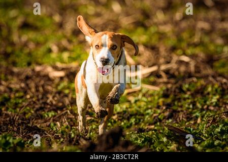 Dirty Dog Beagle running fast and jumping with tongue out through field in a spring. Pet ...