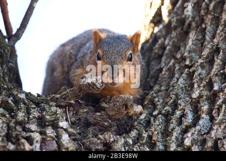 A little squirrel is hiding in a tree Stock Photo - Alamy