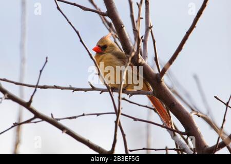 Red Cardinal Female Singing in a Tree for a Mate Stock Photo - Alamy