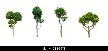 Tree dwarf tamarind beautiful isolated on white background Stock Photo ...