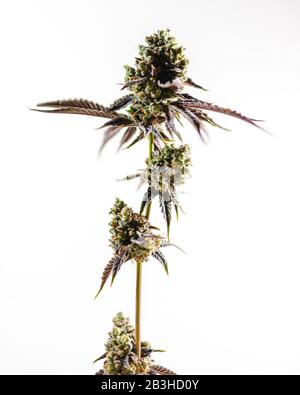 Texture backdrop of green marijuana nugs in hazy environment Stock ...