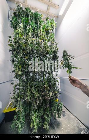 Indoor Cannabis plant, branches of marijuana on a yellow background ...