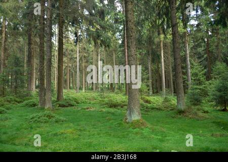 Masserberg, Thueringer Wald, Thueringen, Deutschland Stock Photo - Alamy