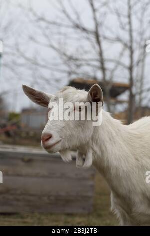 White Russian goat on the street Stock Photo - Alamy