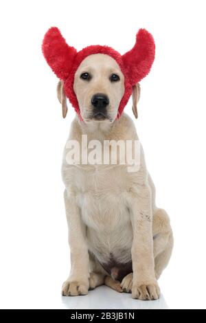 Labrador wearing horns for Halloween Stock Photo - Alamy