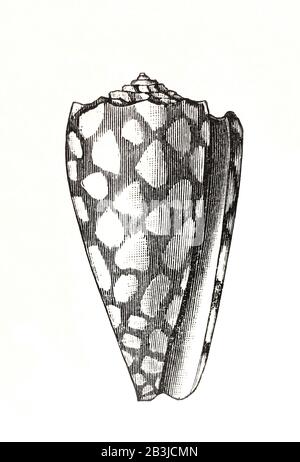 the shell of the Sea snail Conus marmoreus, the Marbled Cone snail ...