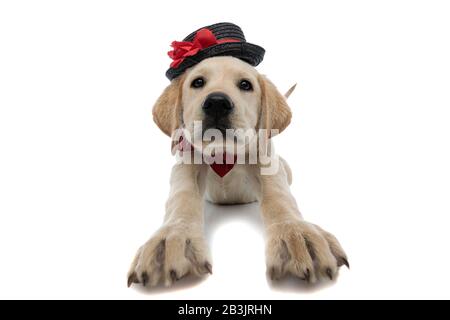 Stretching labrador puppy isolated on white studio background Stock ...