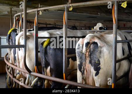 Cows Rear End Stock Photo - Alamy