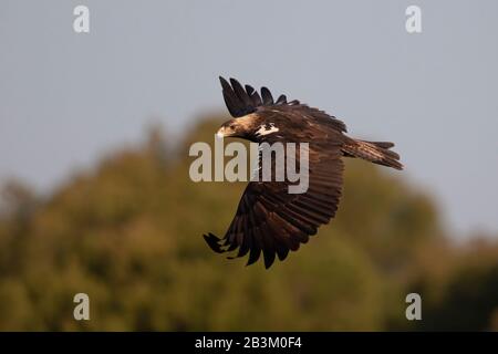 spanish imperial eagle Stock Photo - Alamy