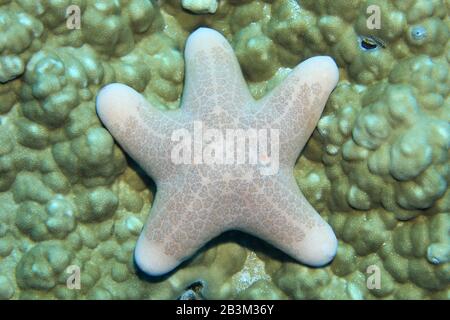 Granular Sea Star, Choriaster granulatus, Oreasteridae, Anilao ...