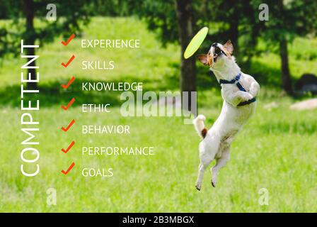 Dog catching flying disk in jump, pet playing outdoors in a park ...