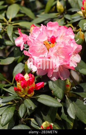 Red rhododendron flower, close-up, Germany Stock Photo - Alamy