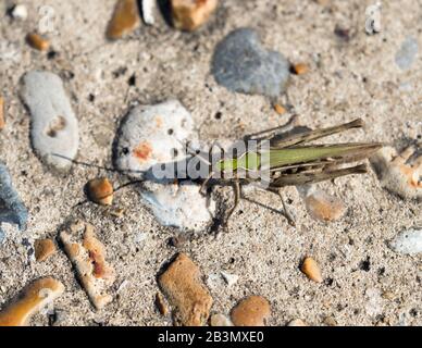 A green grasshopper on the path in the park Stock Photo - Alamy