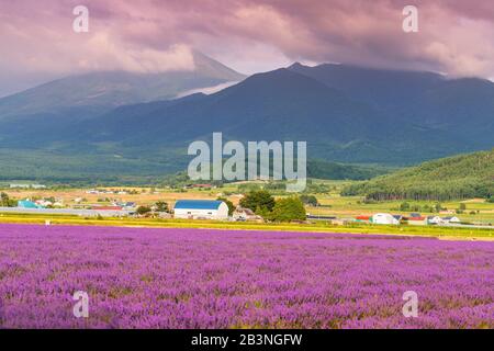 Lavender fields, Furano, Hokkaido, Japan Stock Photo - Alamy