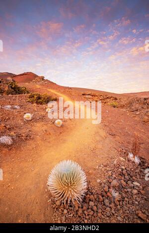 Haleakala silversword, Maui, Hawaii, USA Stock Photo - Alamy