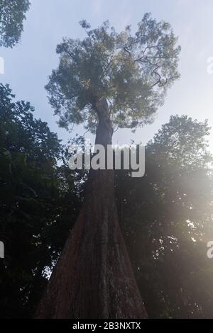 Jelawai Heritage Tree at Singapore Botanic Gardens, Singapore, Republic ...