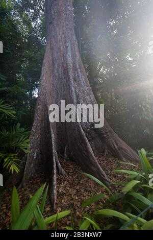 Jelawai Heritage Tree at Singapore Botanic Gardens, Singapore, Republic ...