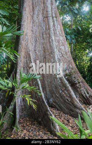 Jelawai Heritage Tree at Singapore Botanic Gardens, Singapore, Republic ...