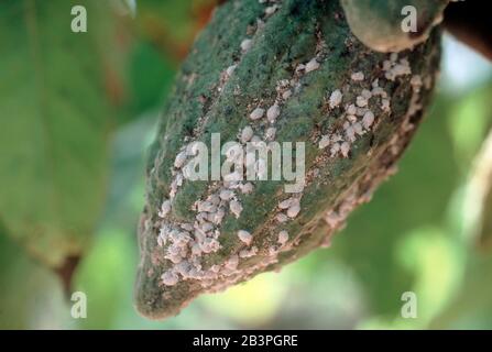 Cocoa mealybug Planococcus lilacinus infestation on mature cocoa pods ...