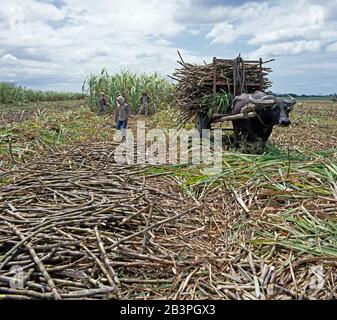 Water buffalo pulling cart of cut and burnt sugarcane Negros ...