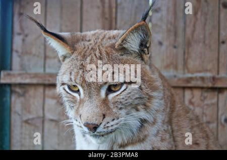 A wild lynx with furry beige brown fur sits in a cage at the zoo Stock ...
