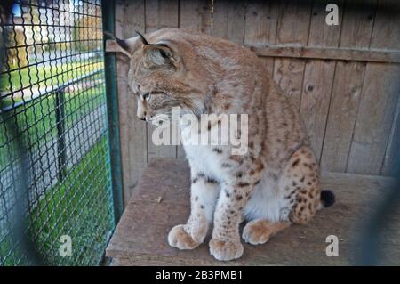A wild lynx with furry beige brown fur sits in a cage at the zoo Stock ...