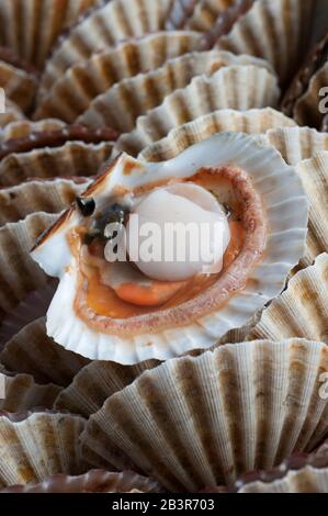 Great Scallop shell (Pecten maximus), side view Stock Photo - Alamy