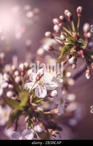 Defocus fresh spring branches of cherry tree with flowers, natural ...