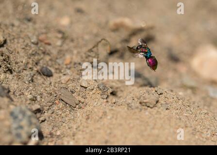 Cuckoo wasp (Hedychrum rutilans) flying to a beewolf's nest Stock Photo ...