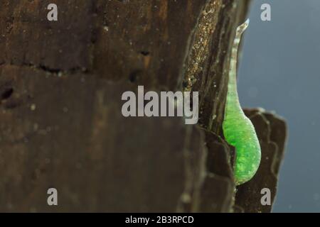 Freshwater leech (Hemiclepsis marginata Stock Photo - Alamy