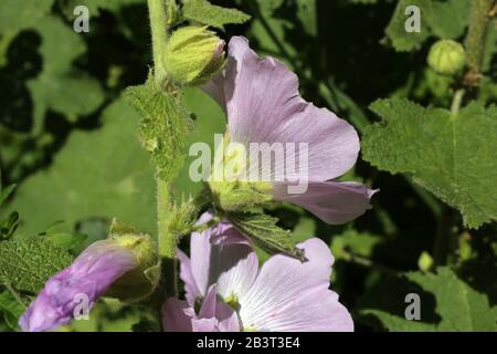Alcea pallida - Wild plant shot in summer Stock Photo - Alamy