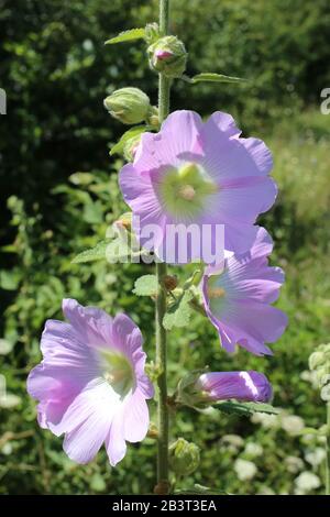 Alcea pallida - Wild plant shot in summer Stock Photo - Alamy