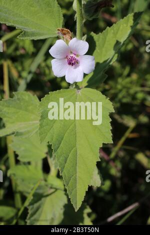 Wild flower Althaea officinalis in the garden Stock Photo - Alamy