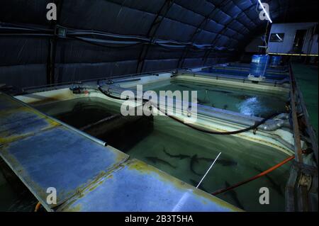 At an indoor fishery: production hall with temperature control system ...